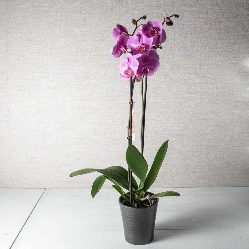 Orchid Way - Arabi Flowers